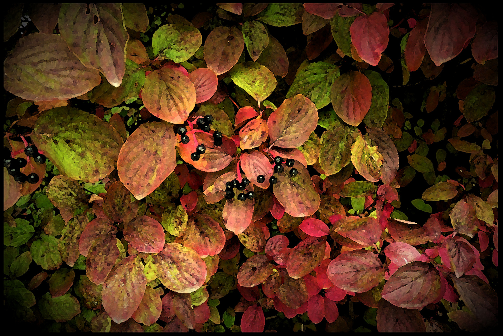 Schwarze Beeren der Parkplatzbepflanzung Foto & Bild | spezial, natur ...