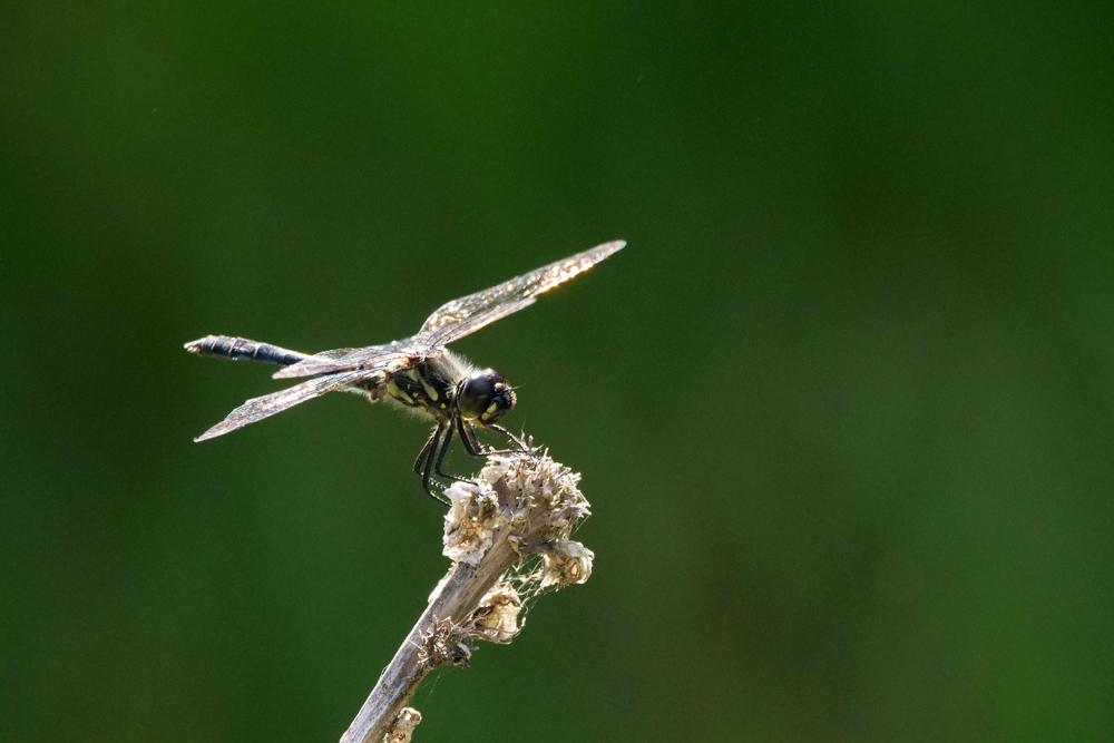 Schwarze Heidelibelle, m. Foto & Bild | tiere, wildlife, libellen ...