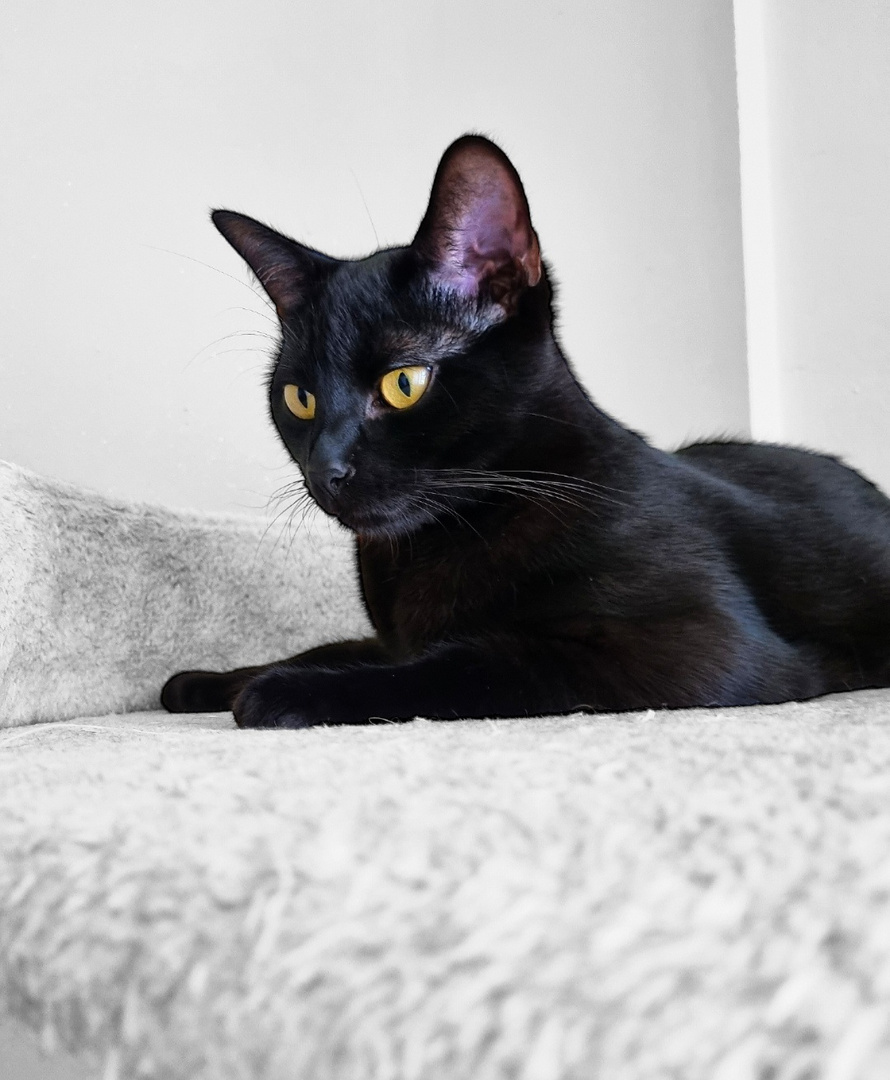 Schwarze Katze Foto & Bild | fotos, natur, schwarz Bilder auf fotocommunity