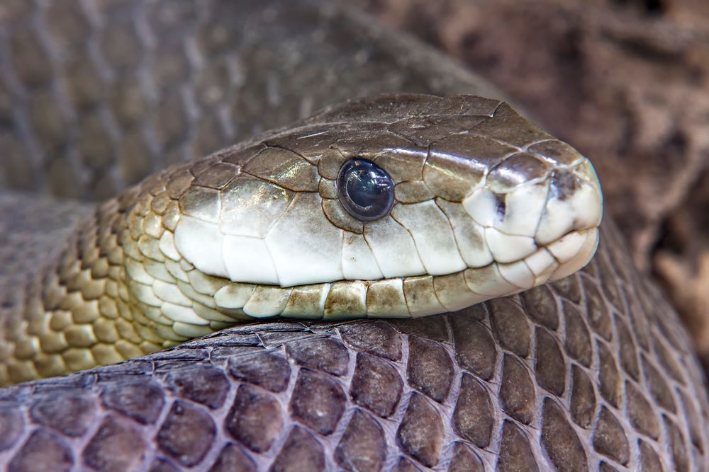 Schwarze Mamba Foto & Bild | tiere, zoo, wildpark & falknerei ...