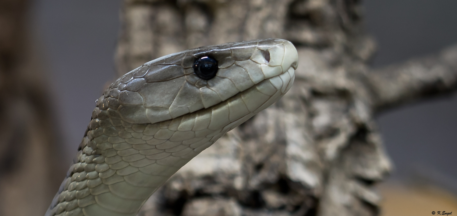 Schwarze Mamba Foto & Bild | natur, zoo, tiere Bilder auf fotocommunity