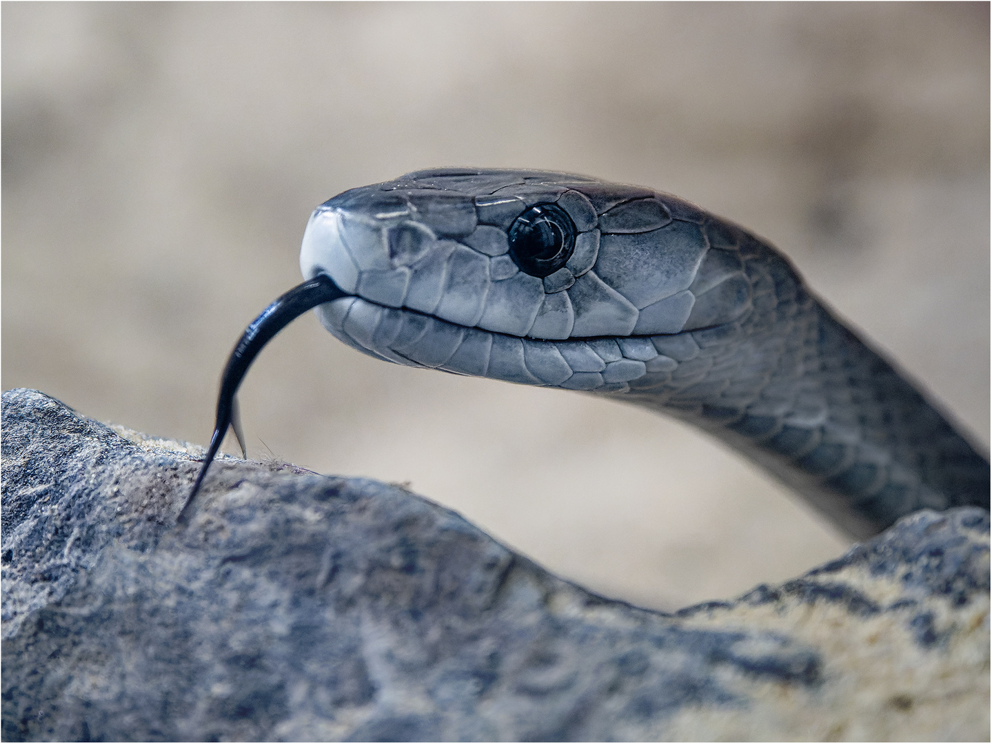 Schwarze Mamba Foto & Bild | natur, portrait, porträt Bilder auf ...