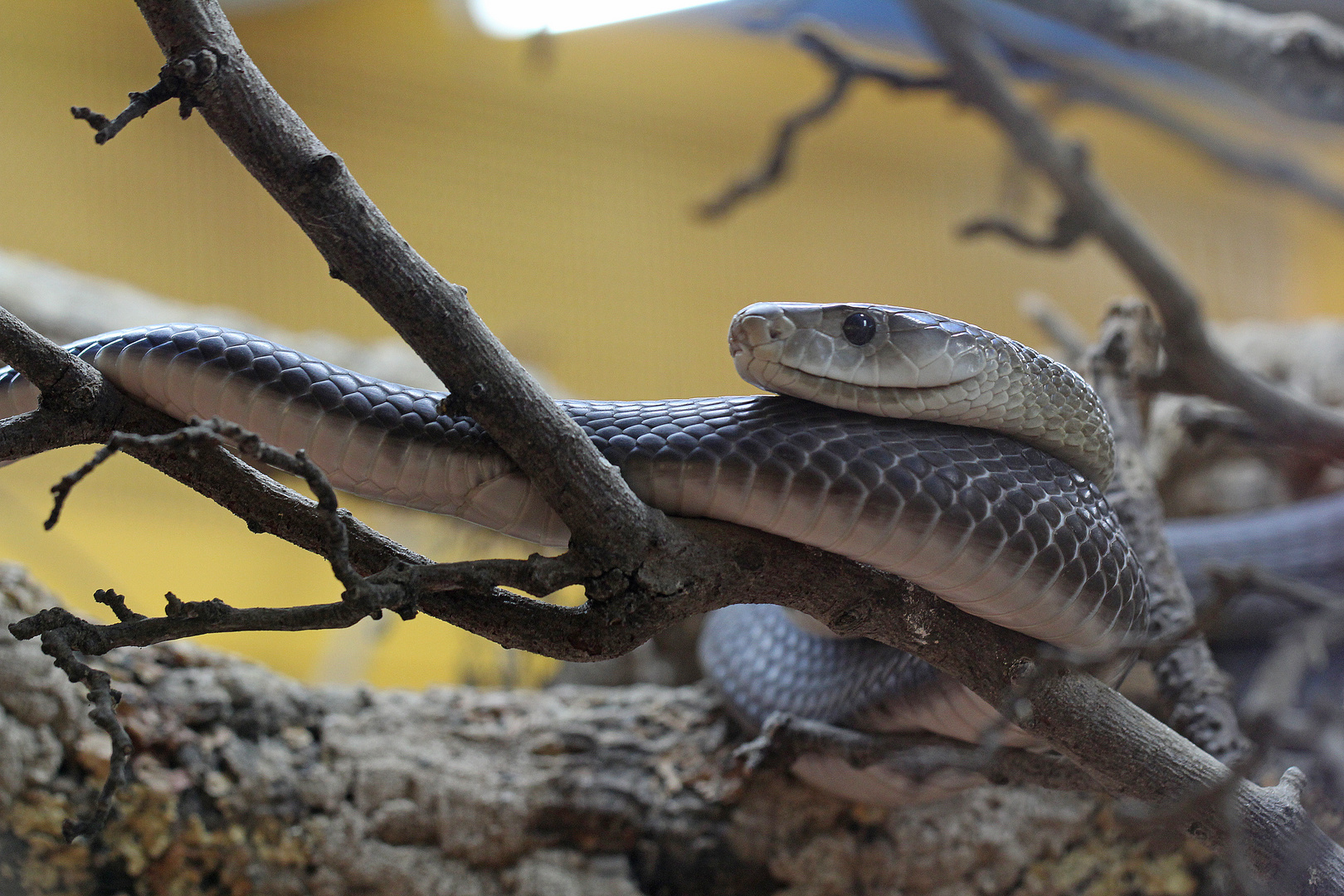 Schwarze Mamba im TerraZoo Rheinberg Foto & Bild | tiere, zoo, wildpark ...