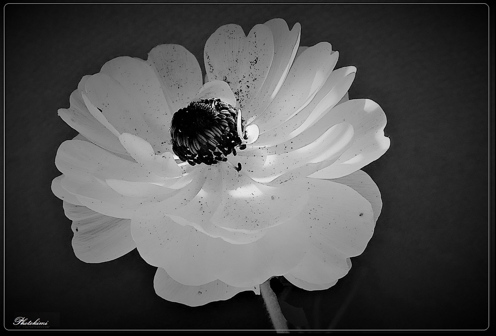 Schwarze Pollen Foto & Bild | spezial, natur, pflanzen Bilder auf ...