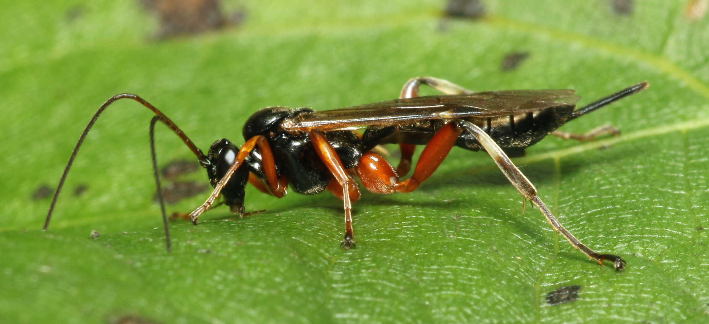 Schwarze Schlupfwespe Foto & Bild | tiere, wildlife, insekten Bilder ...