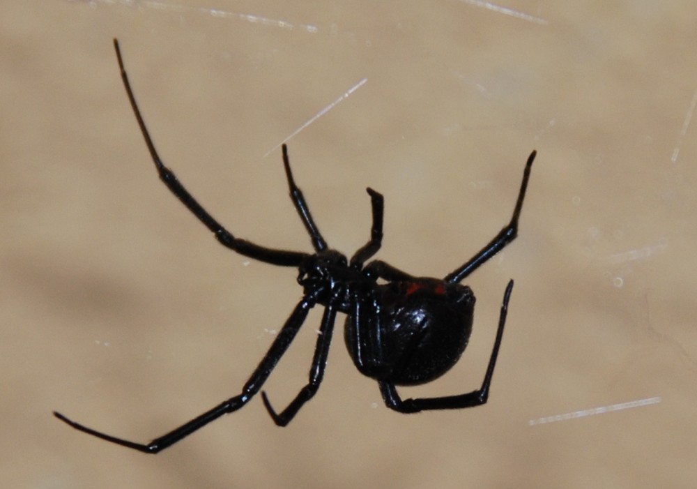 Schwarze Witwe Foto & Bild | tiere, wildlife, spinnen Bilder auf ...