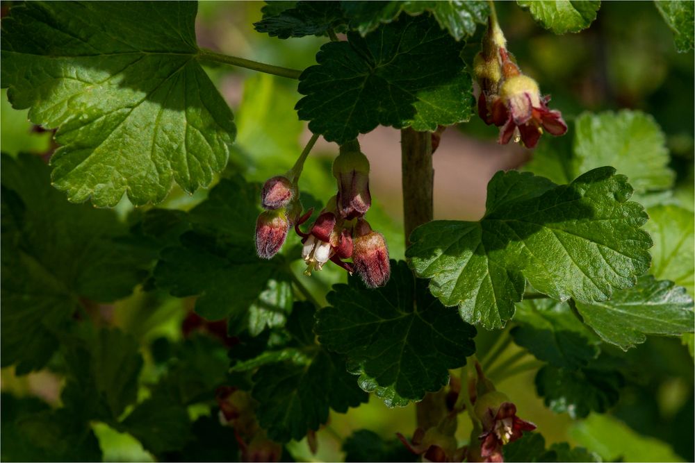 Schwarzen Johannisbeeren Foto & Bild | knospen, blüten, flora Bilder ...