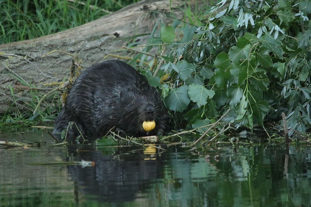 Schwarzer Biber Foto & Bild | tiere, wildlife, säugetiere Bilder auf ...