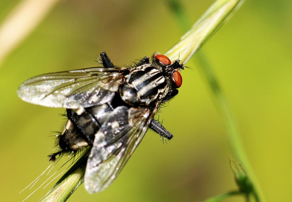 Schwarzer Brummer Foto & Bild | tiere, wildlife, insekten Bilder auf ...