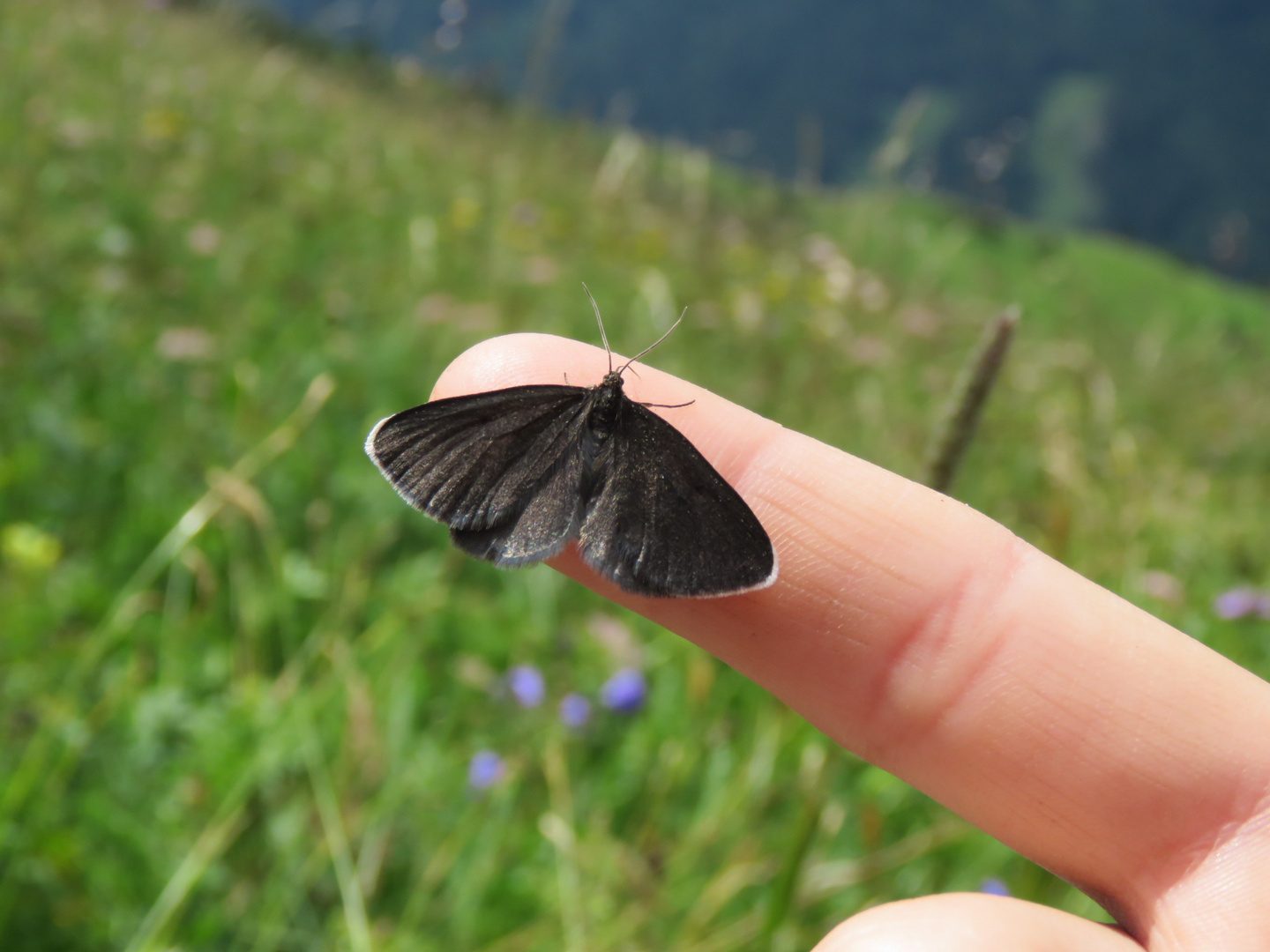Schwarzer Falter Foto & Bild | tiere, wildlife, schmetterlinge Bilder ...