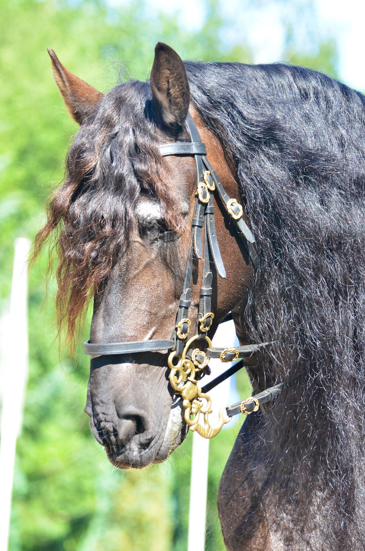 schwarzer Friese Foto & Bild | tiere, tierdetails, natur Bilder auf ...