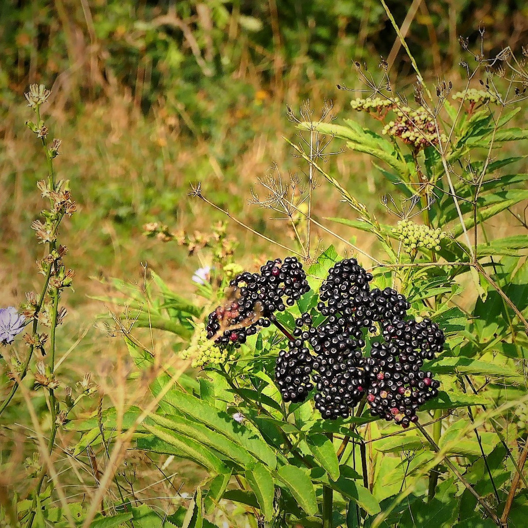 Schwarzer Hollunder Foto & Bild | pflanzen, pilze & flechten ...