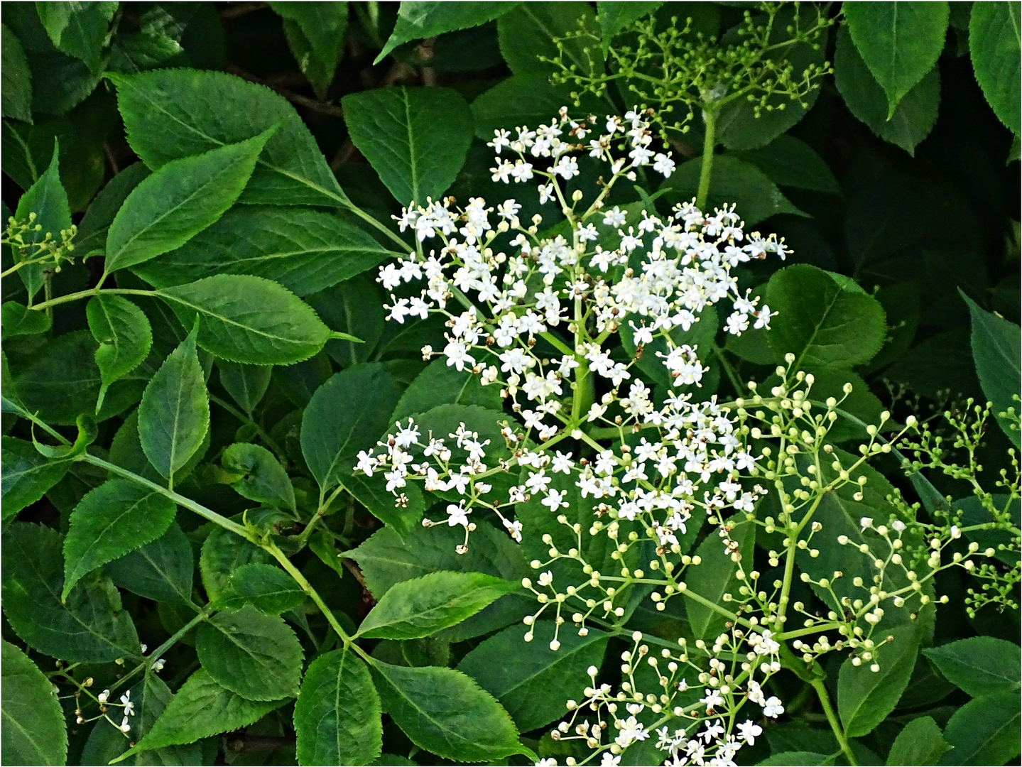 Schwarzer Holunder Foto & Bild | natur, sträucher schwarzer holunder ...