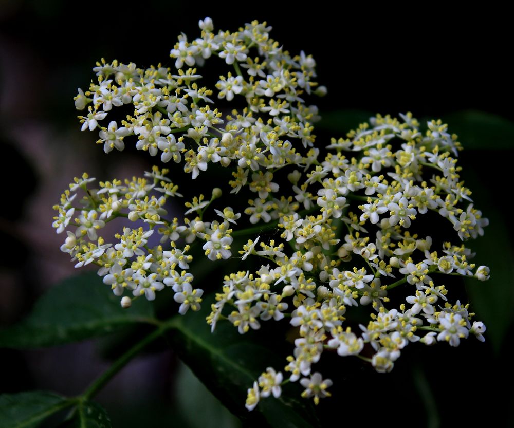 Schwarzer Holunder (Sambucus nigra) Foto & Bild | outdoor, bäume, grün ...