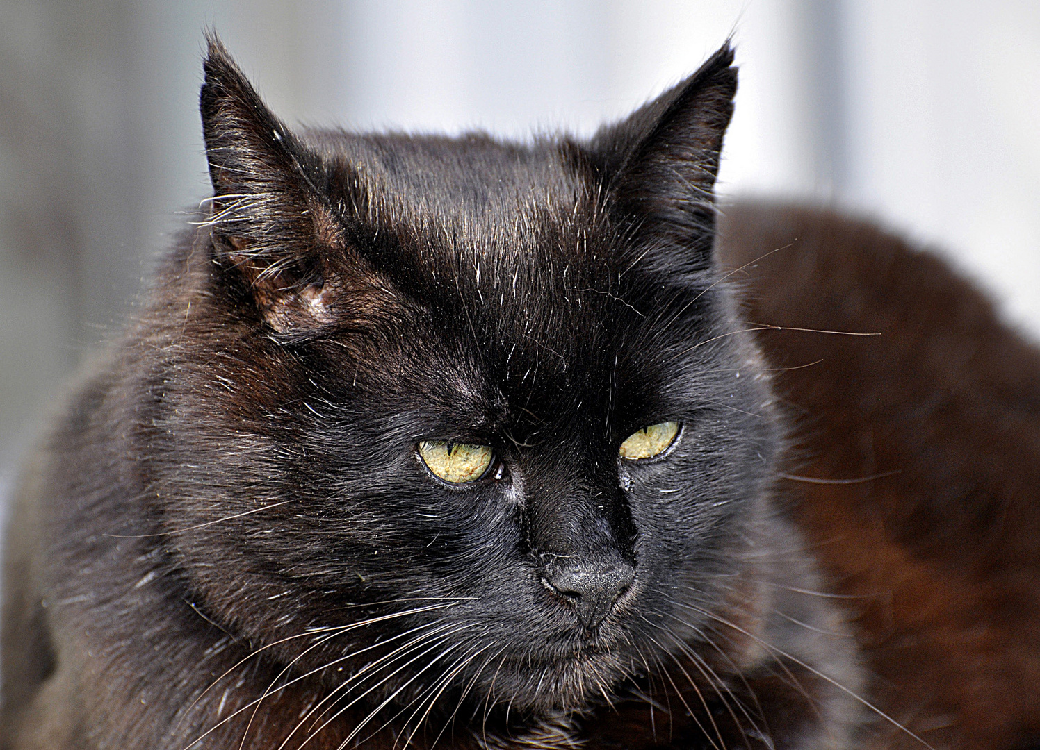 Schwarzer Kater Foto & Bild | tiere, haustiere, katzen Bilder auf ...