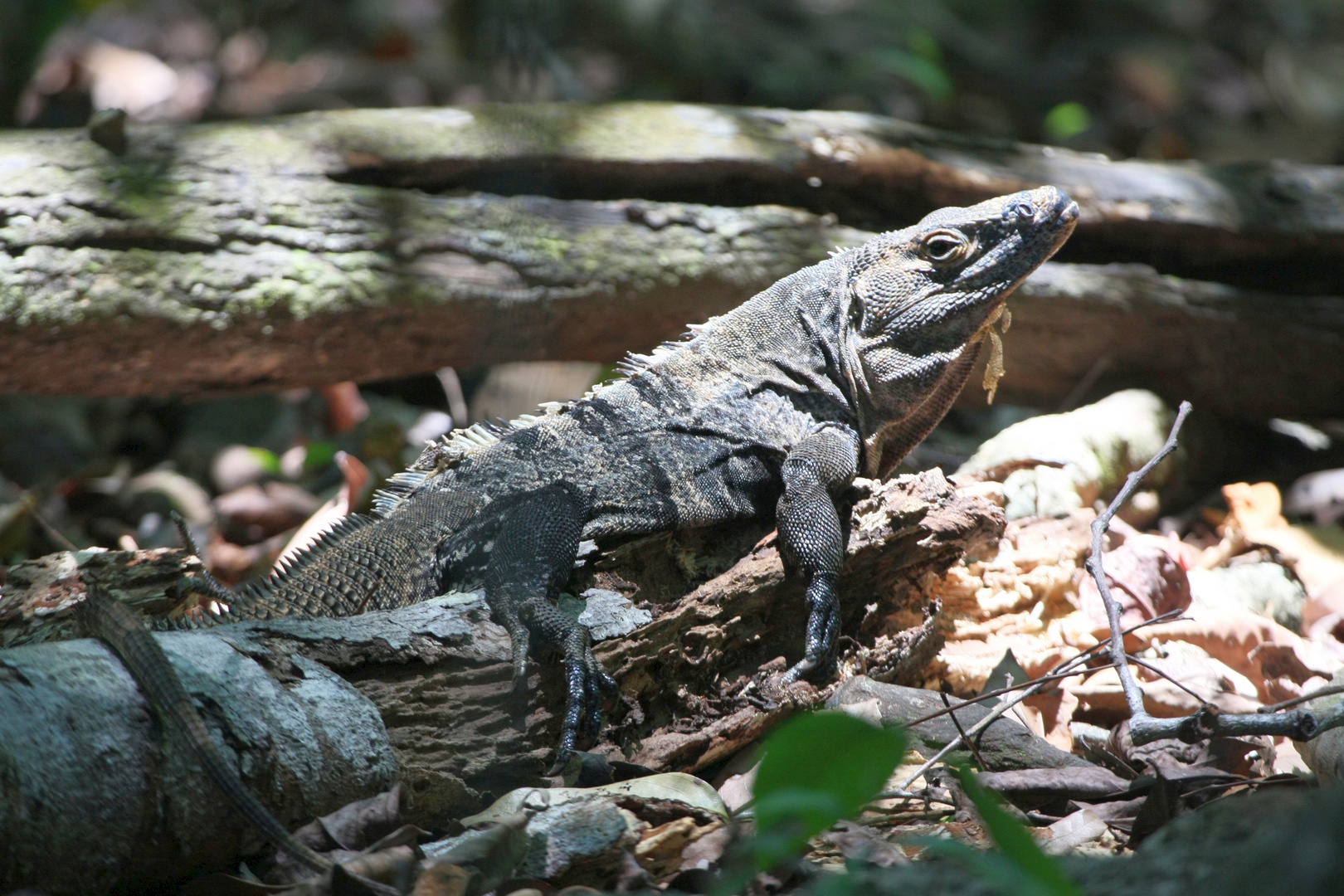 Schwarzer Leguan Foto & Bild | north america, central america, tiere ...