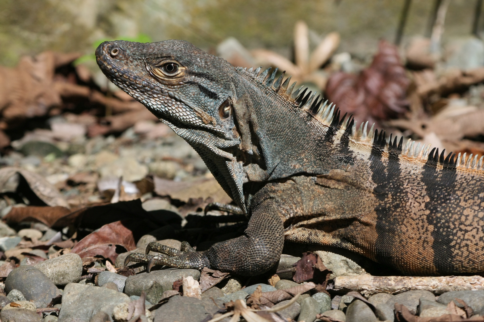 Schwarzer Leguan_1 Foto & Bild | north america, central america, tiere ...