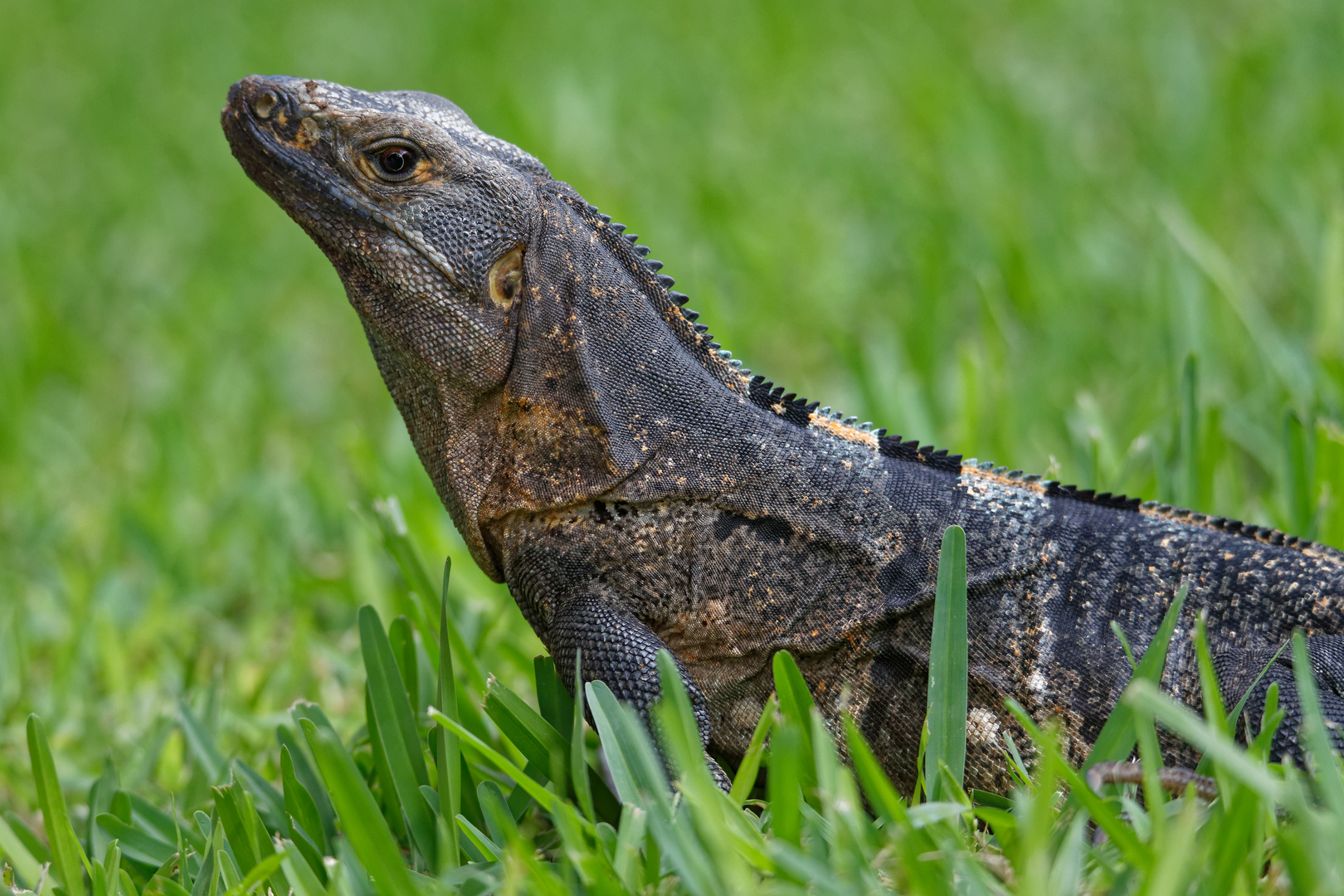 Schwarzer Leguan_7 Foto & Bild | north america, central america, tiere ...