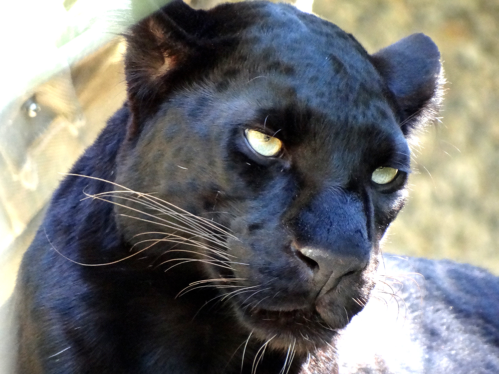 Schwarzer Panther (Panthera pardus) Portrait Foto & Bild | tiere, zoo ...
