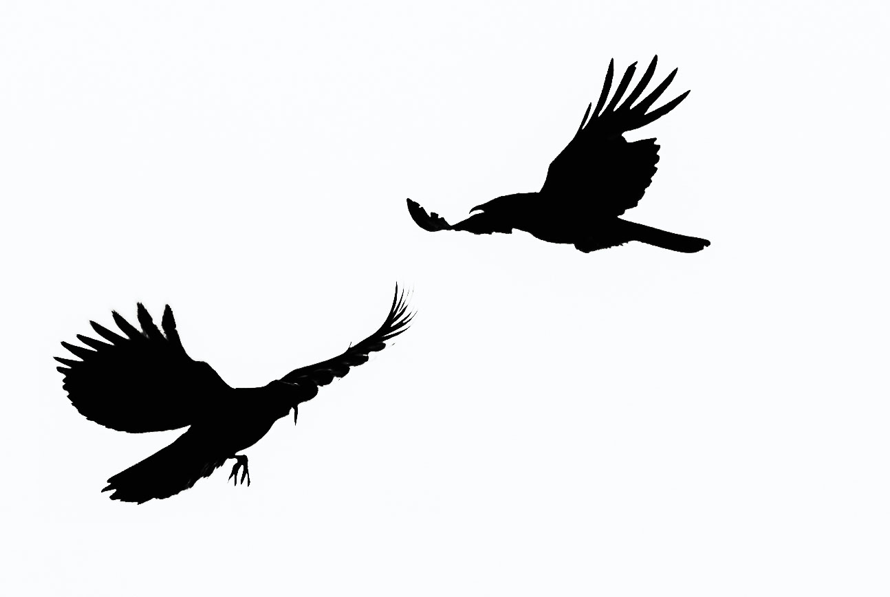 Schwarzer Rabe Foto & Bild | fotos, natur, digiart Bilder auf fotocommunity