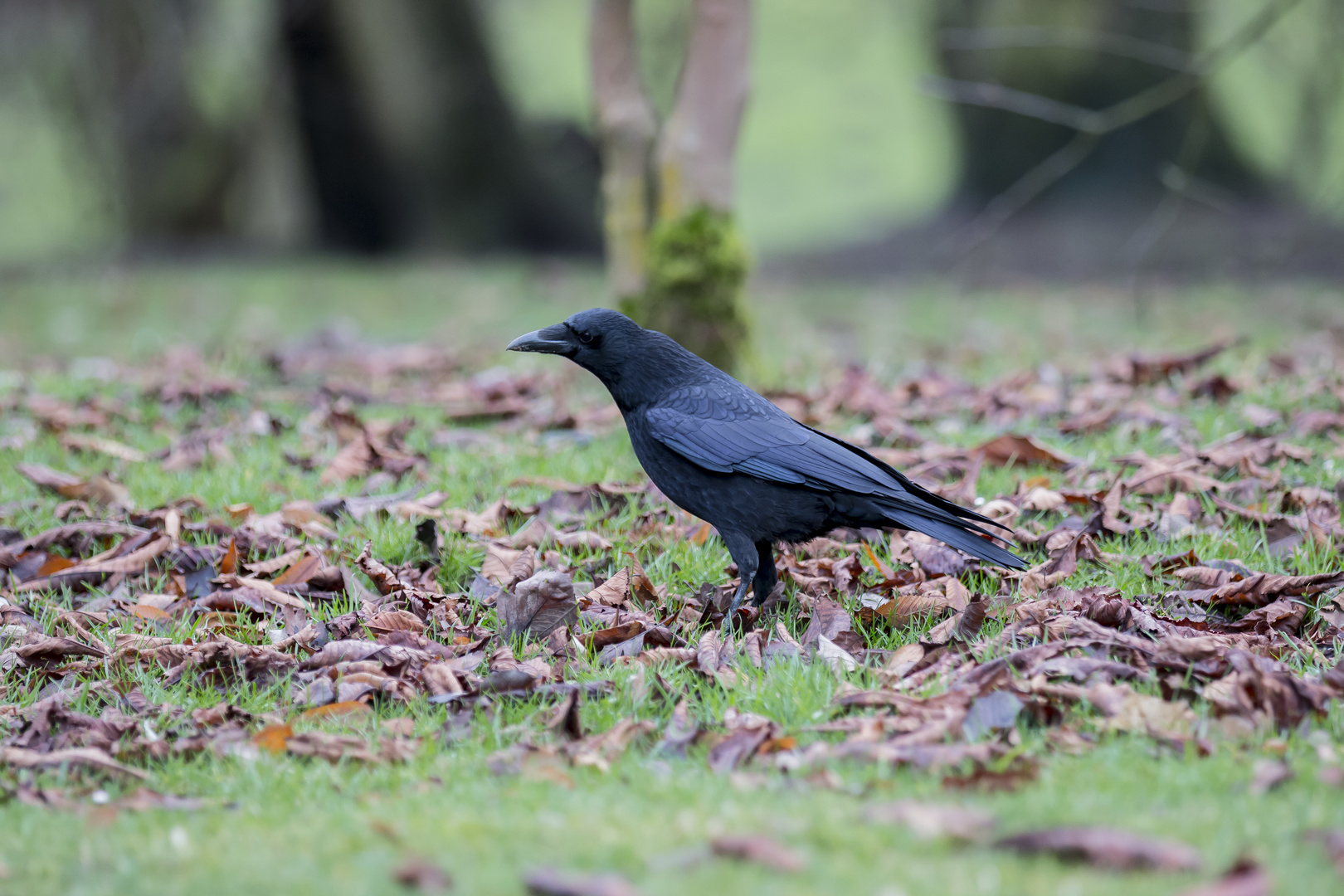 Schwarzer Rabe Foto & Bild | tiere, wildlife, wild lebende vögel Bilder ...