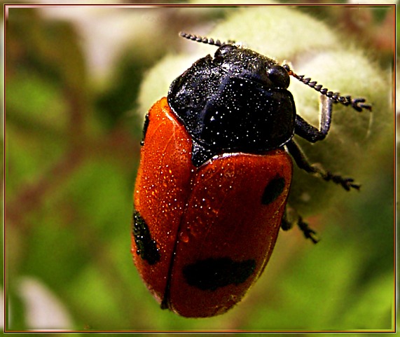 Schwarzer Rotling Foto & Bild | tiere, wildlife, insekten Bilder auf ...
