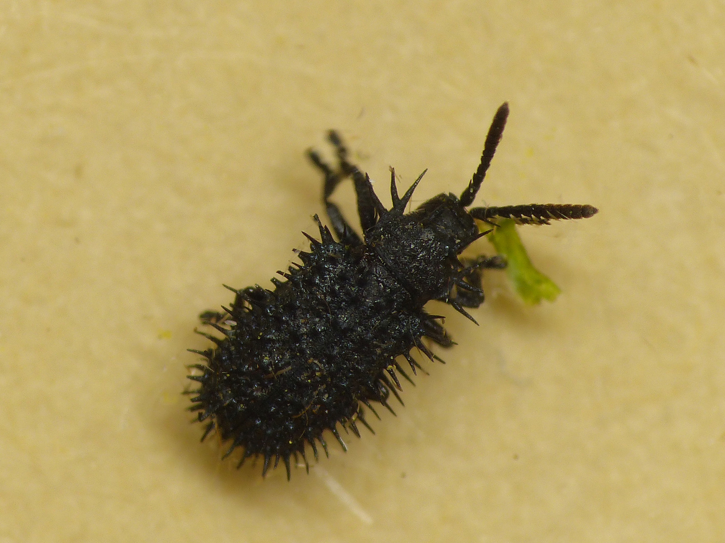 Schwarzer Stachelkäfer (Hispa atra) Foto & Bild | tiere, wildlife, insekten Bilder auf fotocommunity