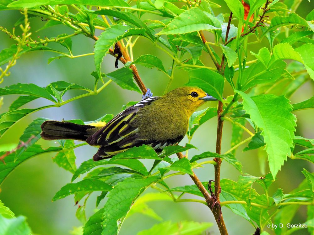 Schwarzflügeliora (Aegithina tiphia) ! Foto & Bild | tiere, wildlife ...