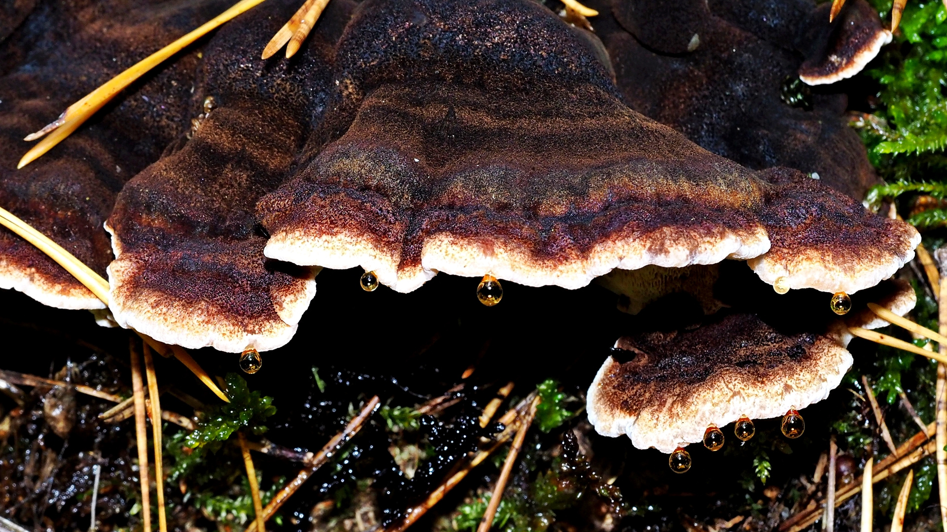 Schwarzgebänderten Harzporlings (Ischnoderma benzoinum) mit ...