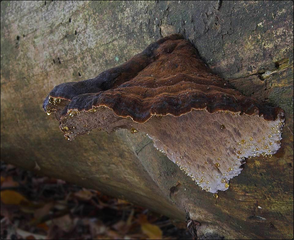 schwarzgebänderter Harzporling (Ischnoderma benzoinum) Foto & Bild ...