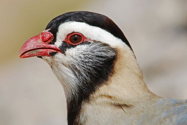 Peter Arras - Fotos & Bilder - Fotograf aus Odenwald, Deutschland ...