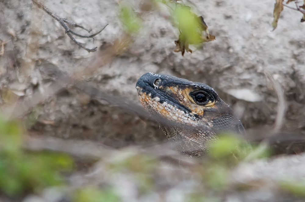 Schwarzleguan (Ctenosaurus similis) Foto & Bild | tiere, wildlife ...