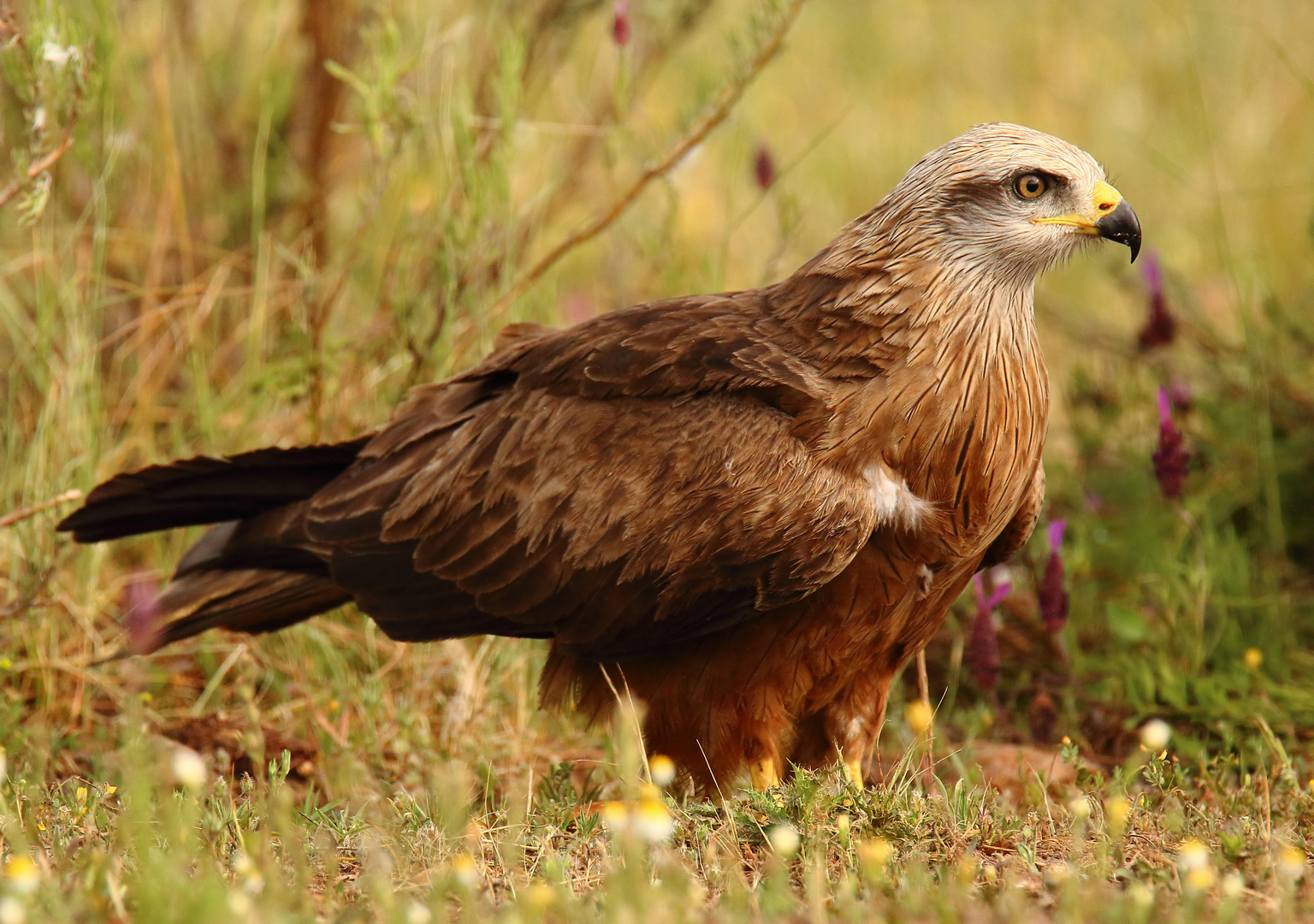 Schwarzmilan Foto & Bild | tiere, wildlife, natur Bilder auf fotocommunity