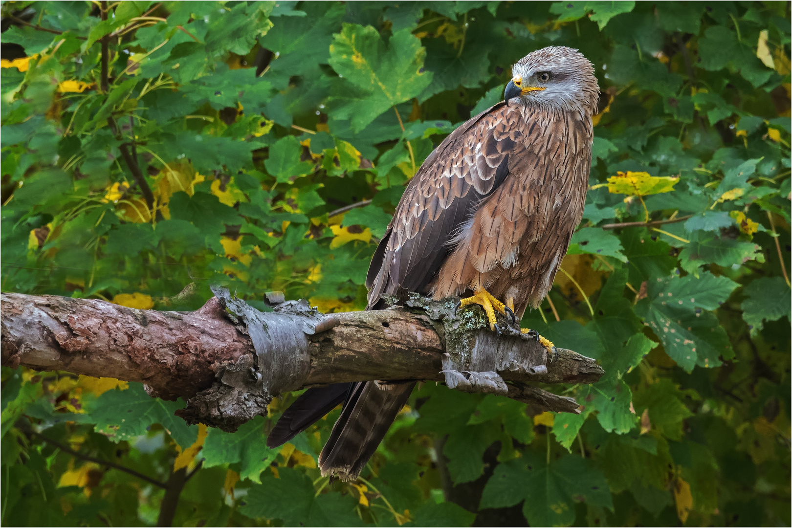 Schwarzmilan Foto & Bild | tiere, wildlife, wild lebende vögel Bilder ...