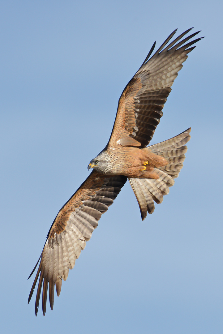 Schwarzmilan Foto & Bild | tiere, wildlife, wild lebende vögel Bilder ...