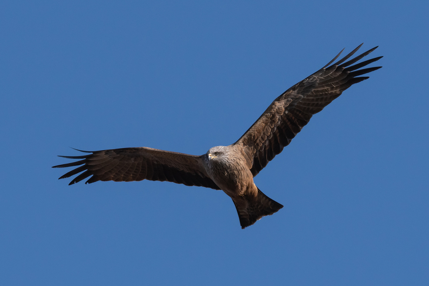 Schwarzmilan Foto & Bild | deutschland, europe, brandenburg Bilder auf ...