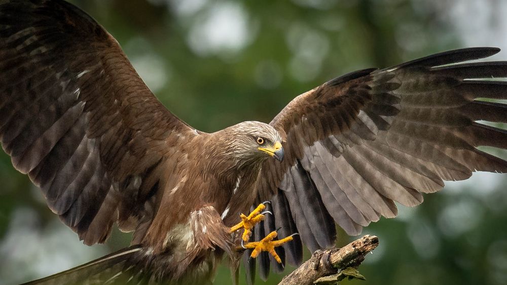 Schwarzmilan Foto & Bild | tiere, wildlife, wild lebende vögel Bilder ...