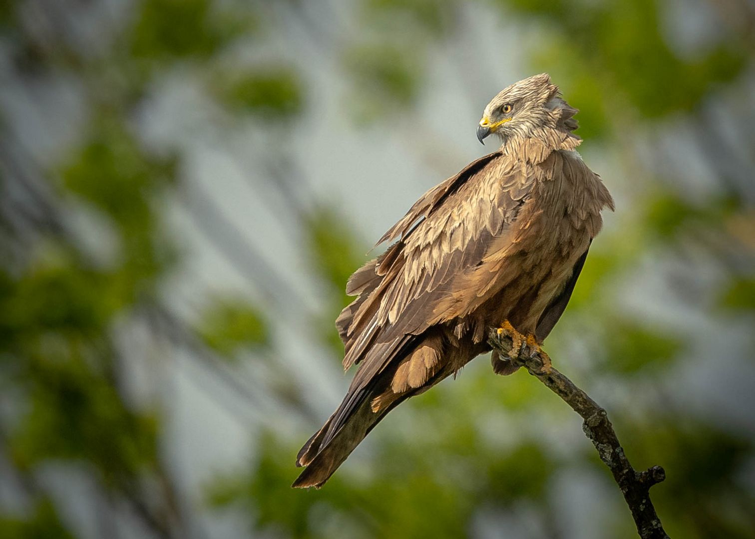 Schwarzmilan Foto & Bild | tiere, wildlife, wild lebende vögel Bilder ...