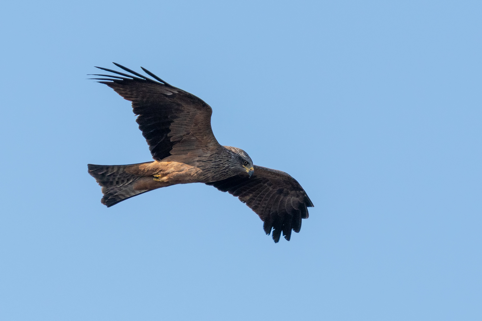 Schwarzmilan Foto & Bild | deutschland, europe, brandenburg Bilder auf ...