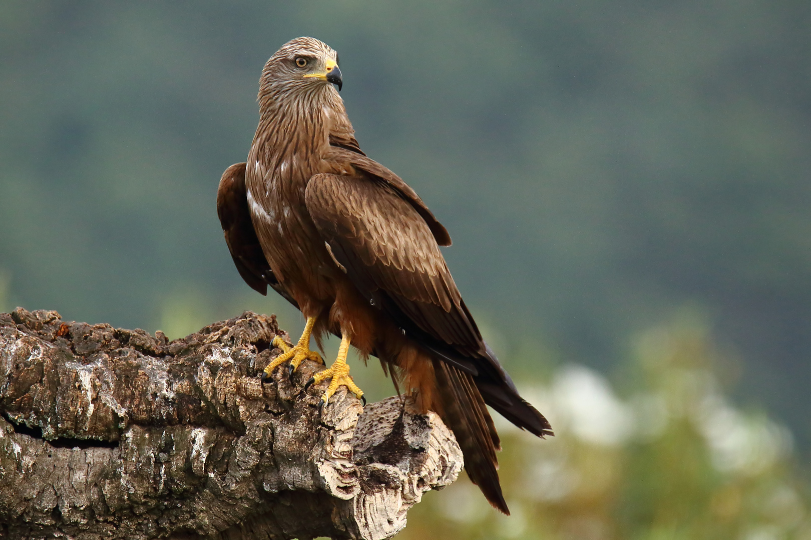 Schwarzmilan Foto & Bild | tiere, wildlife, natur Bilder auf fotocommunity