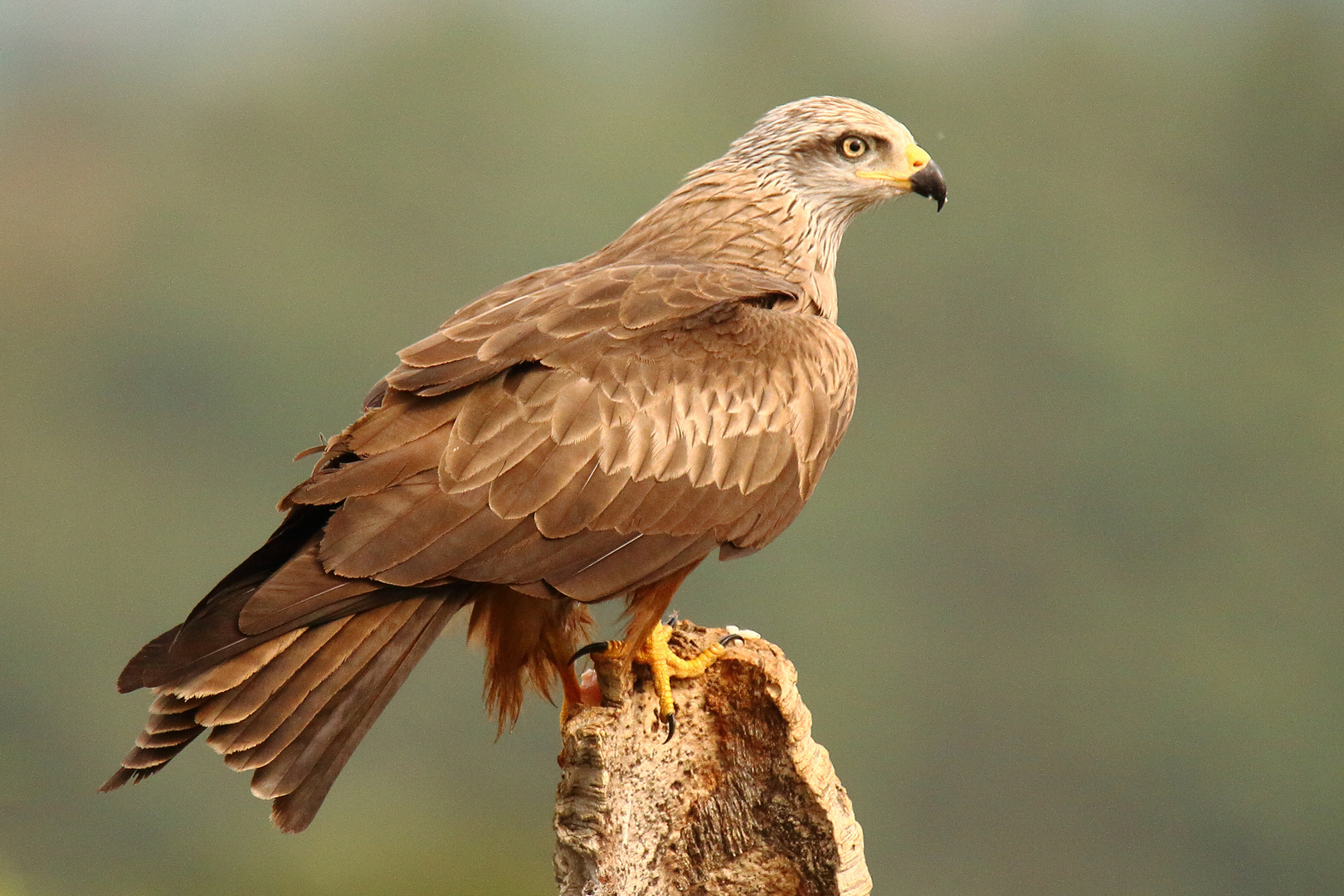 Schwarzmilan Foto & Bild | tiere, wildlife, natur Bilder auf fotocommunity