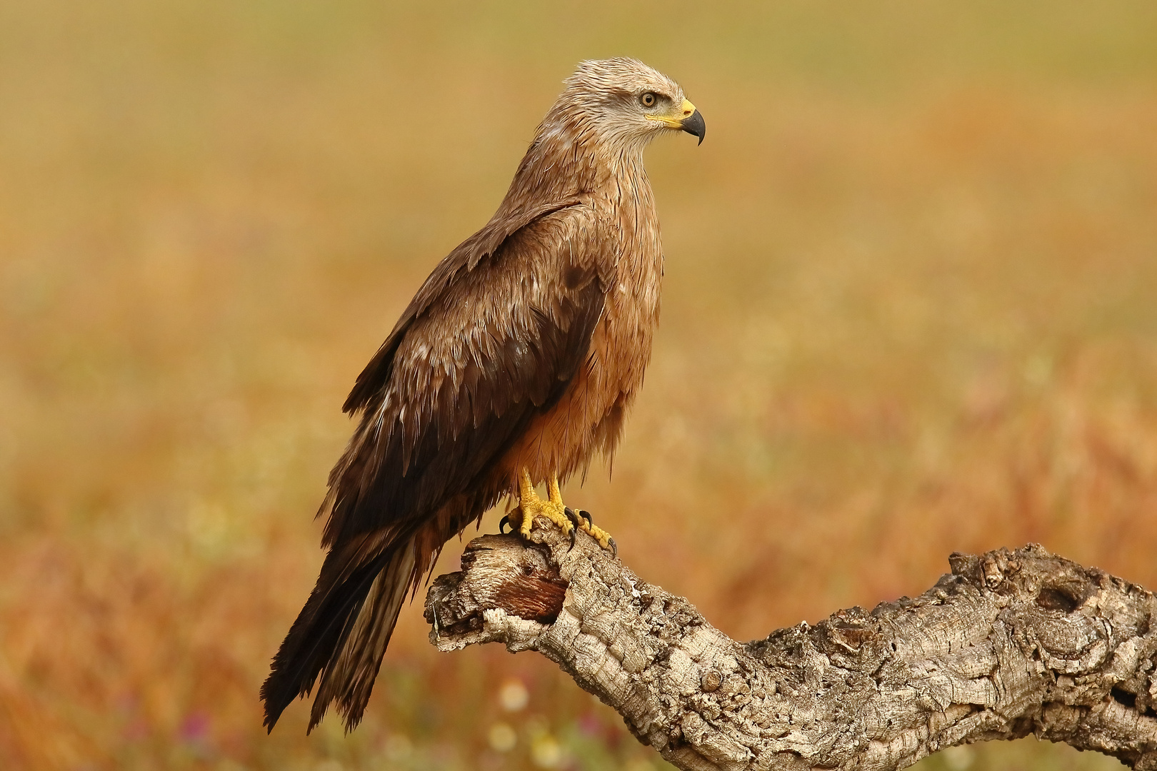 Schwarzmilan Foto & Bild | tiere, wildlife, natur Bilder auf fotocommunity