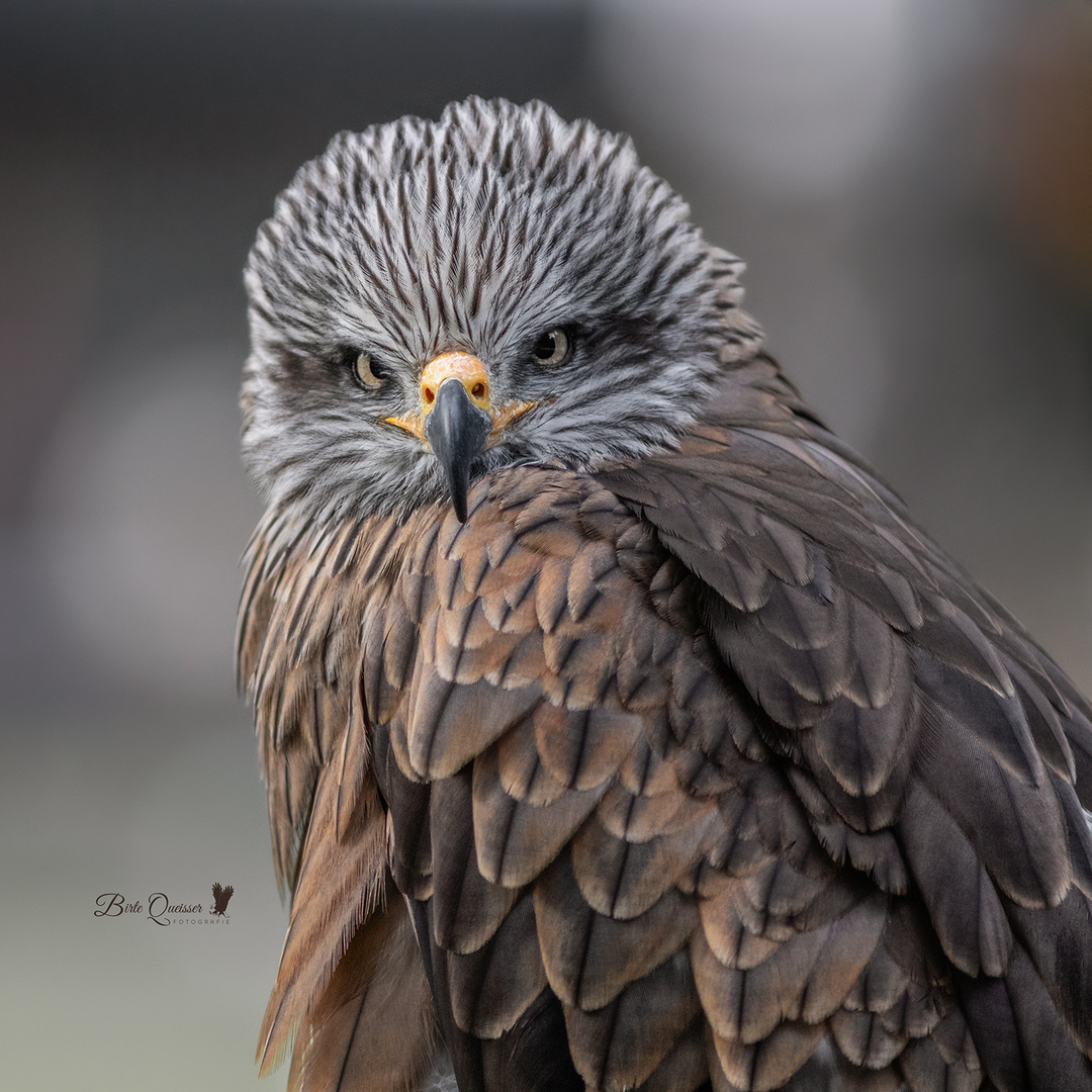 Schwarzmilan Foto & Bild | natur, vogel, greifvogel Bilder auf ...
