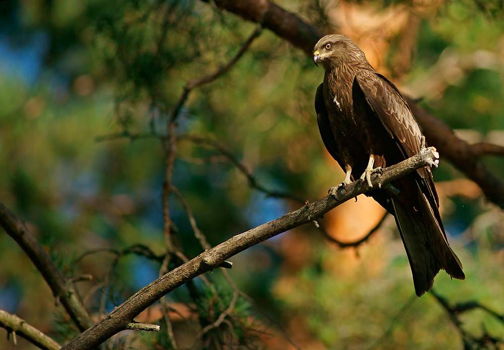 Schwarzmilan Foto & Bild | Natur, Eulen & Greifvögel, Wildlife Bilder ...