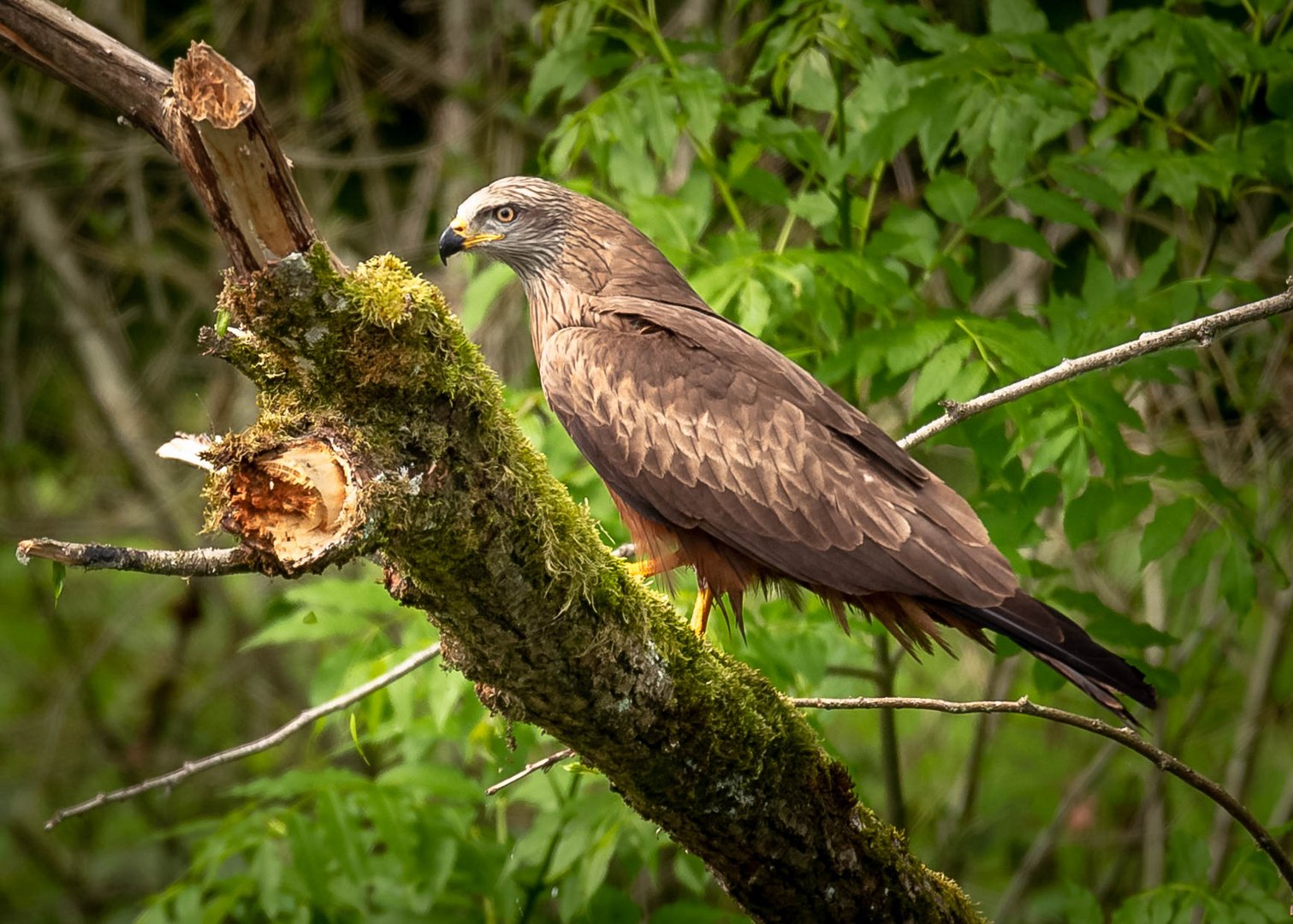 Schwarzmilan Foto & Bild | tiere, wildlife, wild lebende vögel Bilder ...