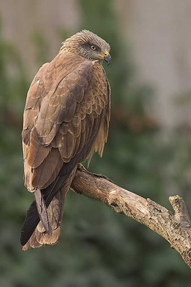 Schwarzmilan Foto & Bild | tiere, wildlife, wild lebende vögel Bilder ...
