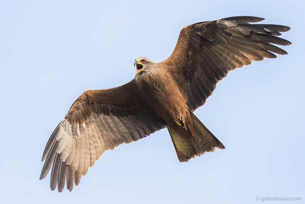 Schwarzmilan Foto & Bild | flug, greifvogel, bird Bilder auf fotocommunity