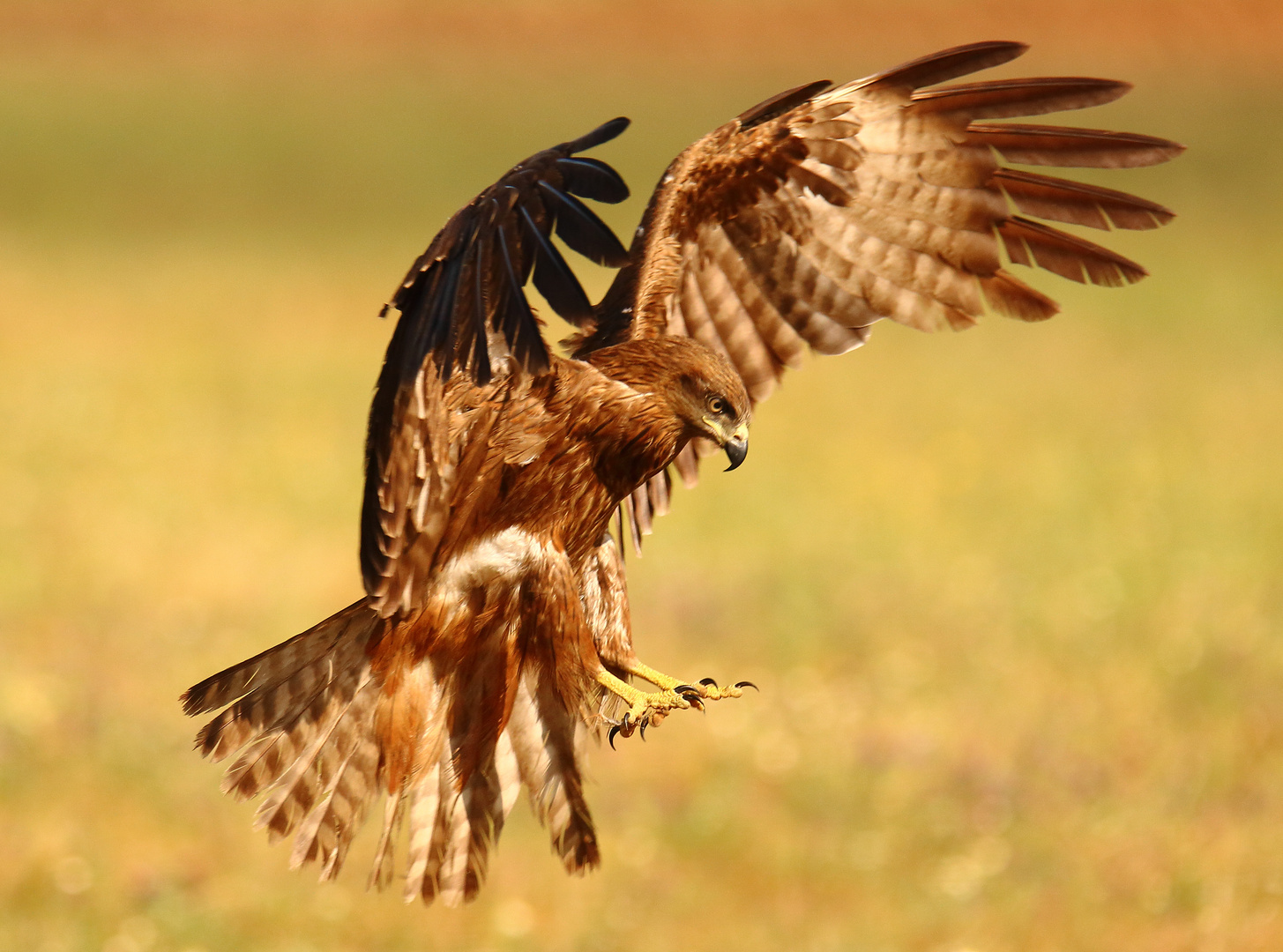 Schwarzmilan Foto & Bild | tiere, wildlife, natur Bilder auf fotocommunity