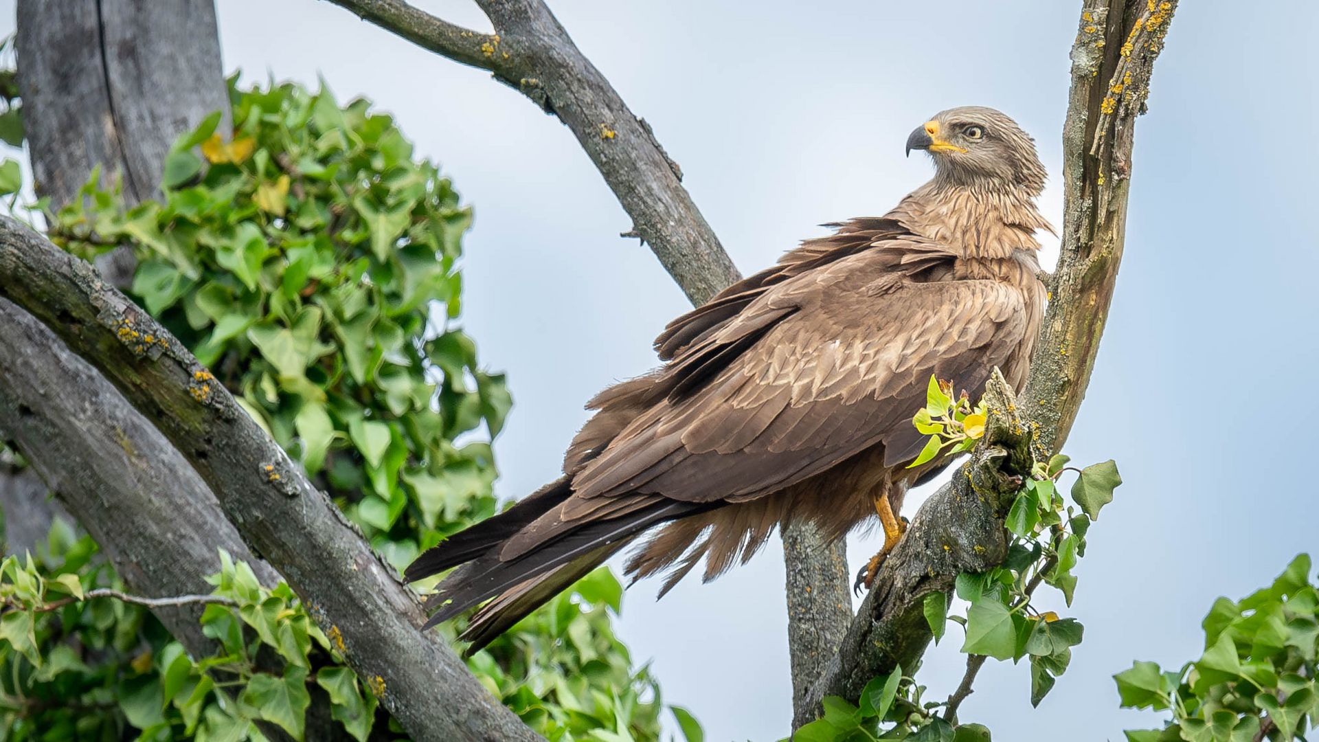 Schwarzmilan Foto & Bild | tiere, wildlife, wild lebende vögel Bilder ...