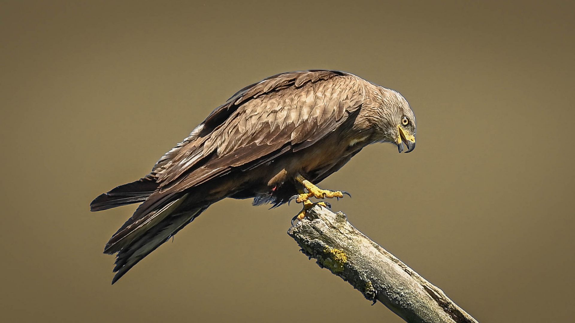 Schwarzmilan Foto & Bild | tiere, wildlife, wild lebende vögel Bilder ...